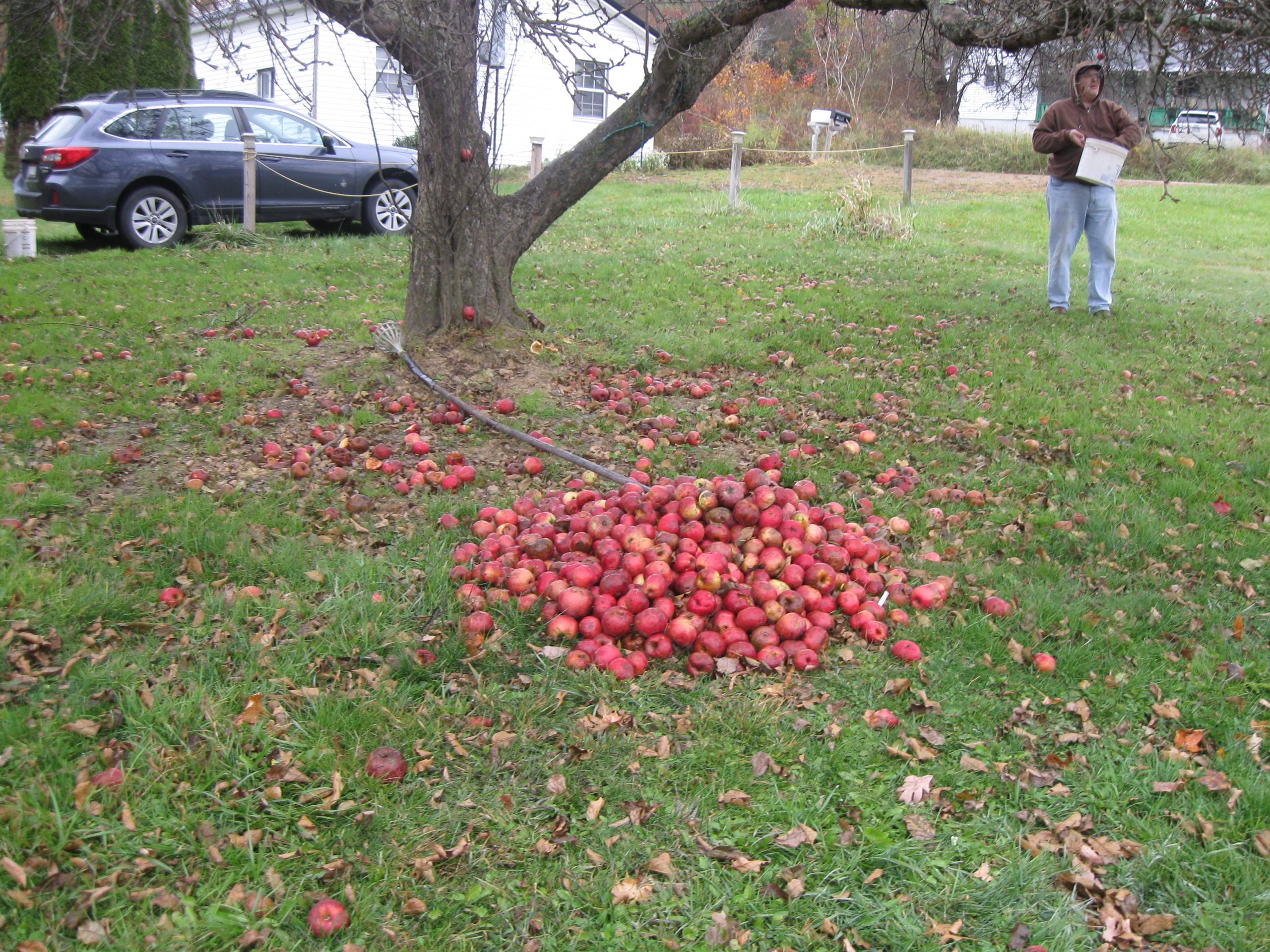 Front Yard Northern Spy Apple Tree with bussels of apples Fall 2022 ...